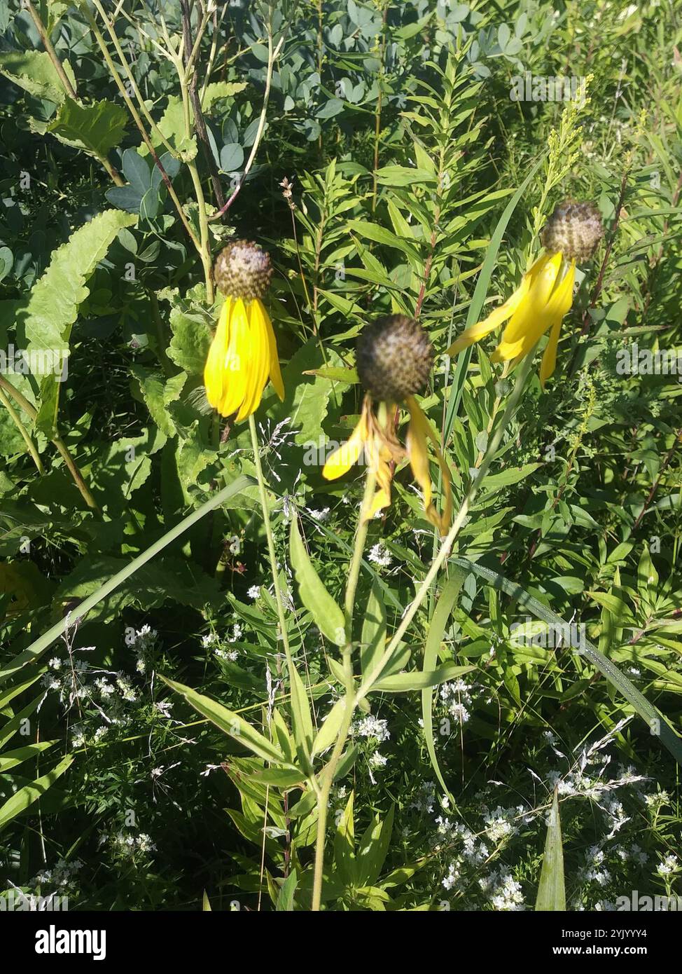 grey-headed coneflower (Ratibida pinnata Stock Photo - Alamy