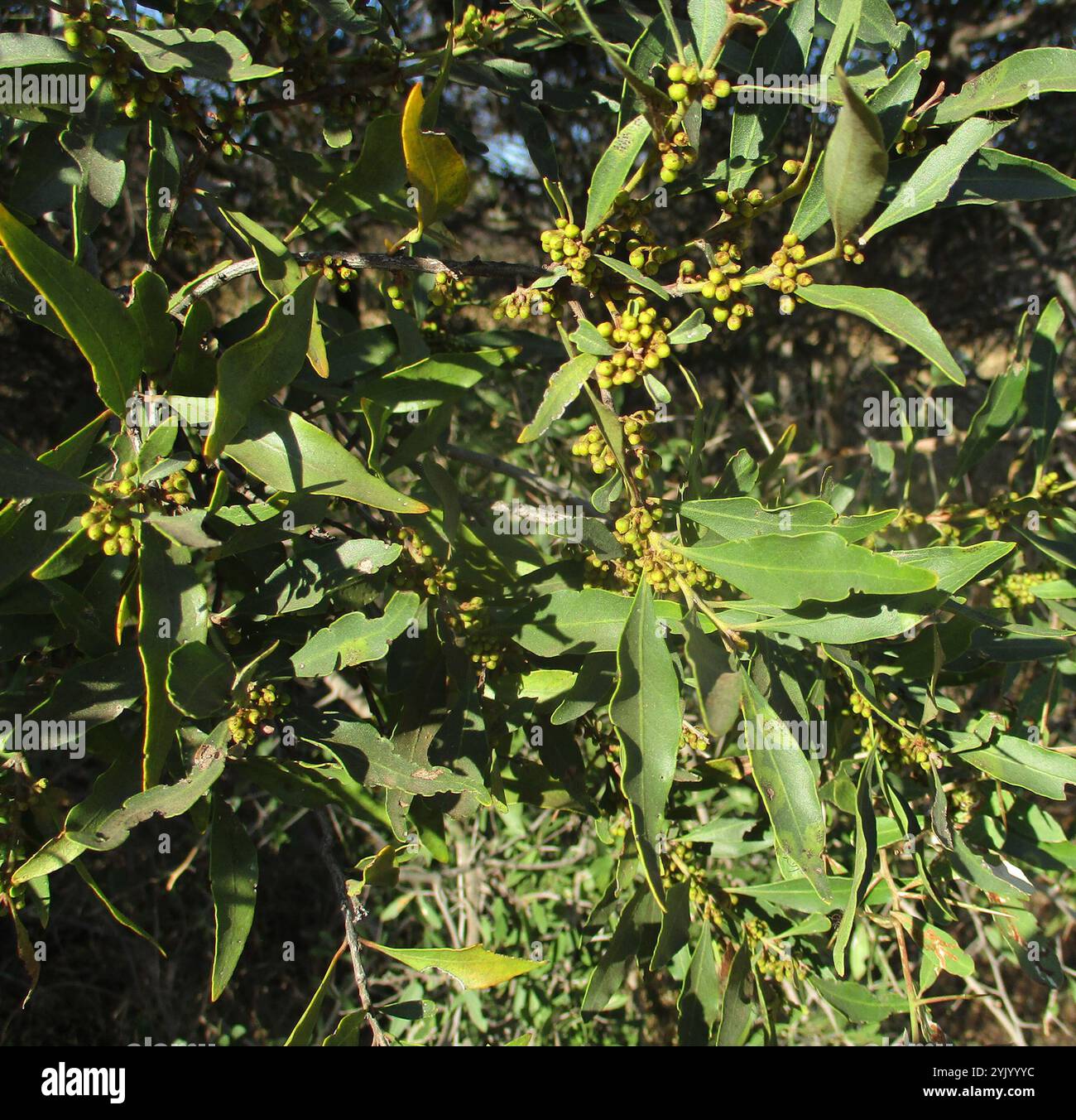 Gwarrie (Euclea undulata Stock Photo - Alamy