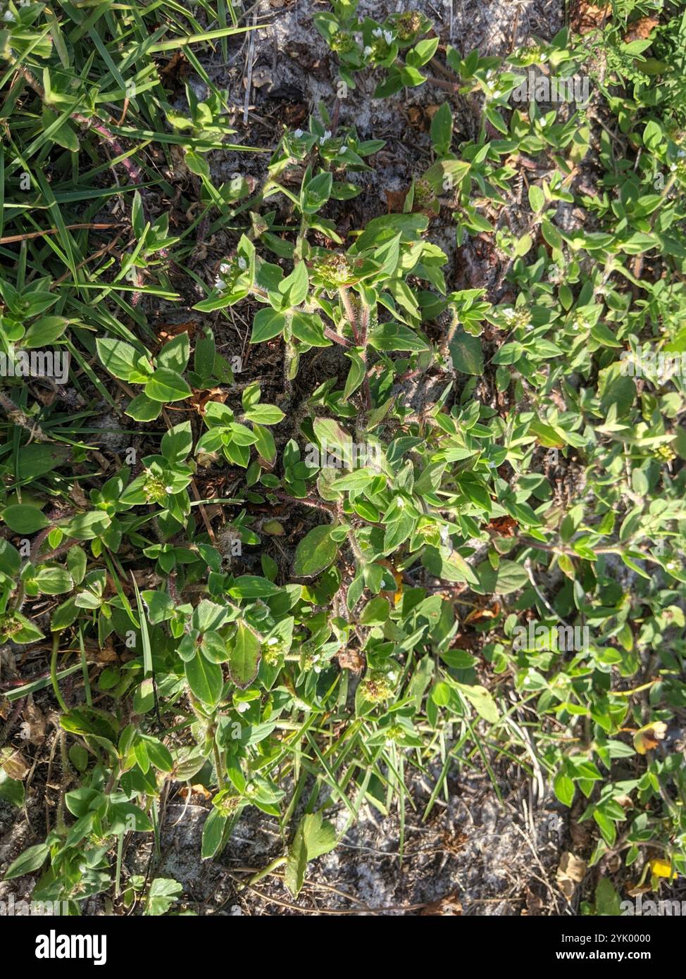 Tropical Mexican Clover (Richardia brasiliensis Stock Photo - Alamy