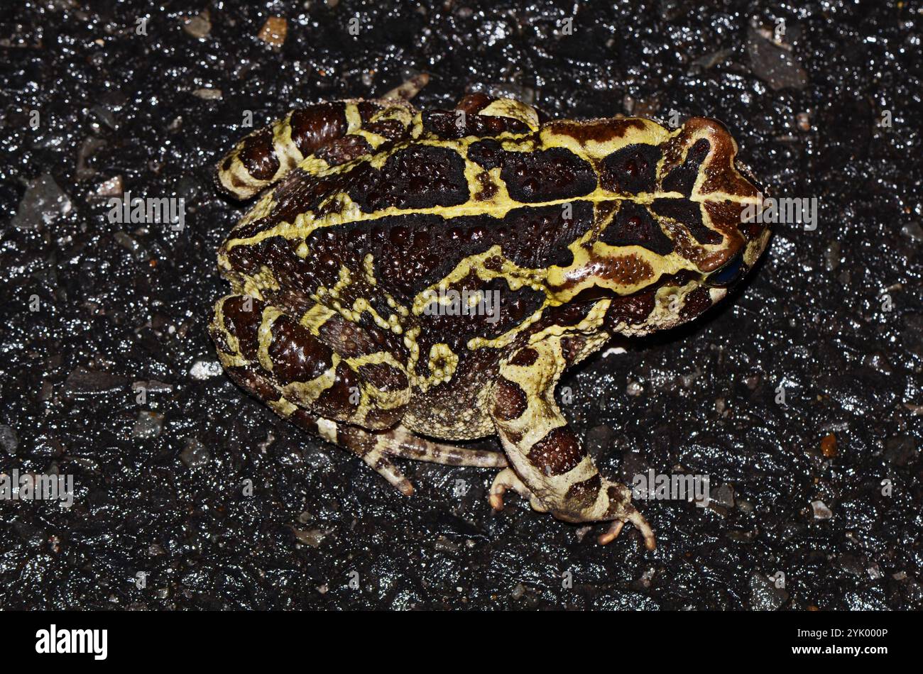 Western leopard toad hi-res stock photography and images - Alamy