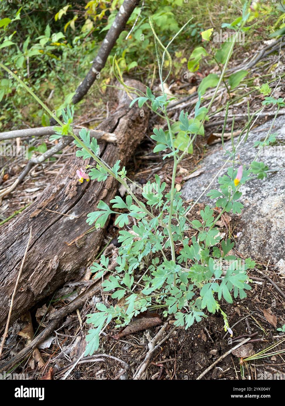 rock harlequin (Capnoides sempervirens Stock Photo - Alamy