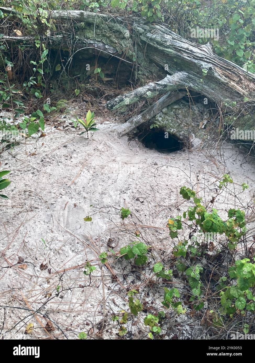 Gopher Tortoise (Gopherus polyphemus Stock Photo - Alamy