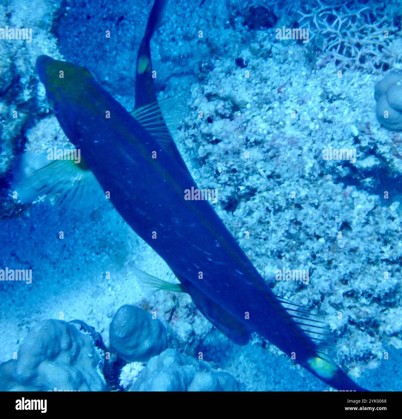 Forktail rabbitfish hi-res stock photography and images - Alamy