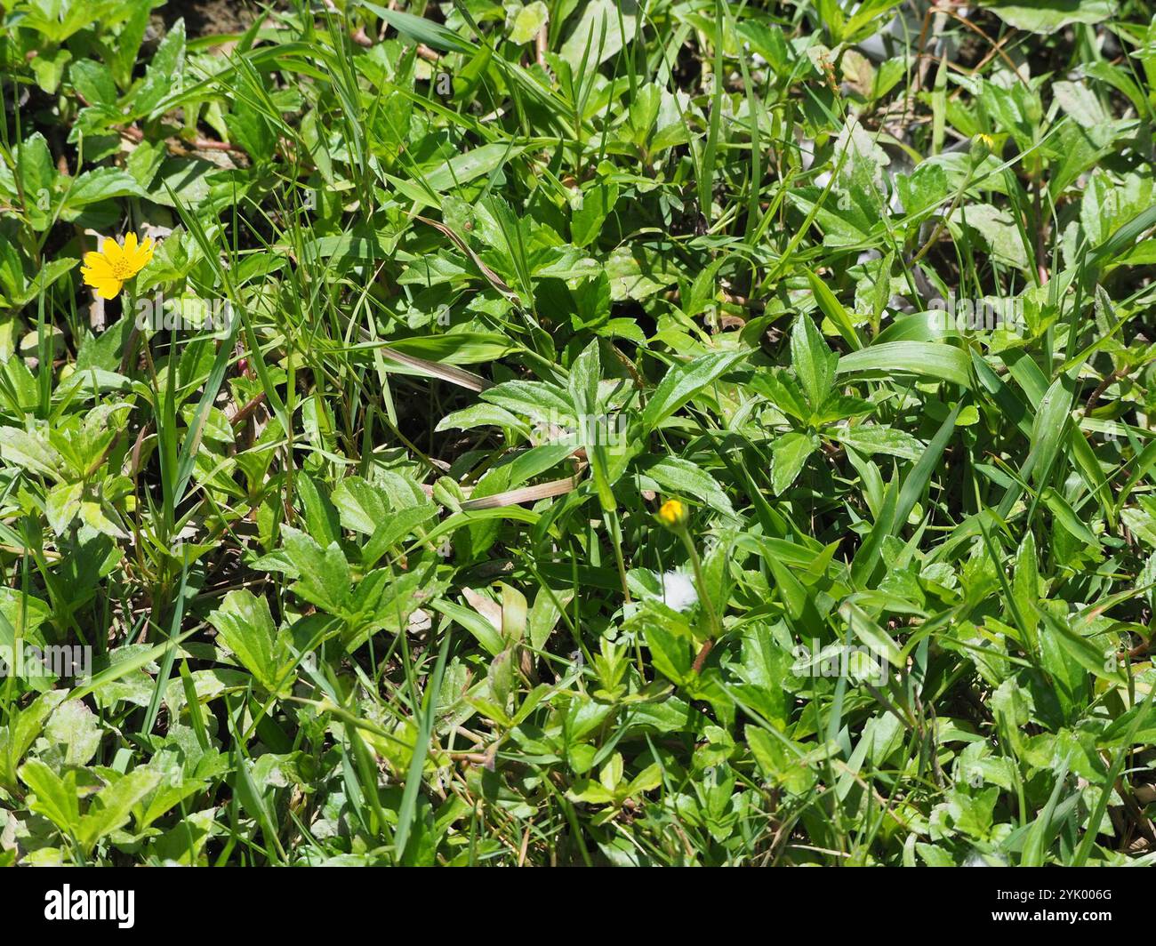trailing daisy (Sphagneticola trilobata Stock Photo - Alamy