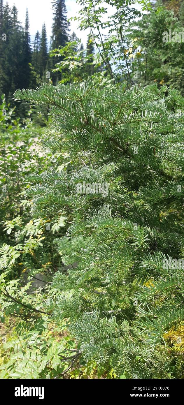 subalpine fir (Abies lasiocarpa Stock Photo - Alamy