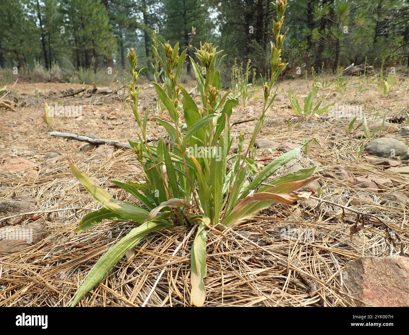 sticky pyrrocoma (Pyrrocoma lucida Stock Photo - Alamy