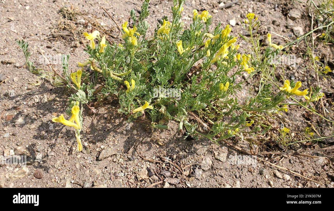 golden corydalis (Corydalis aurea Stock Photo - Alamy