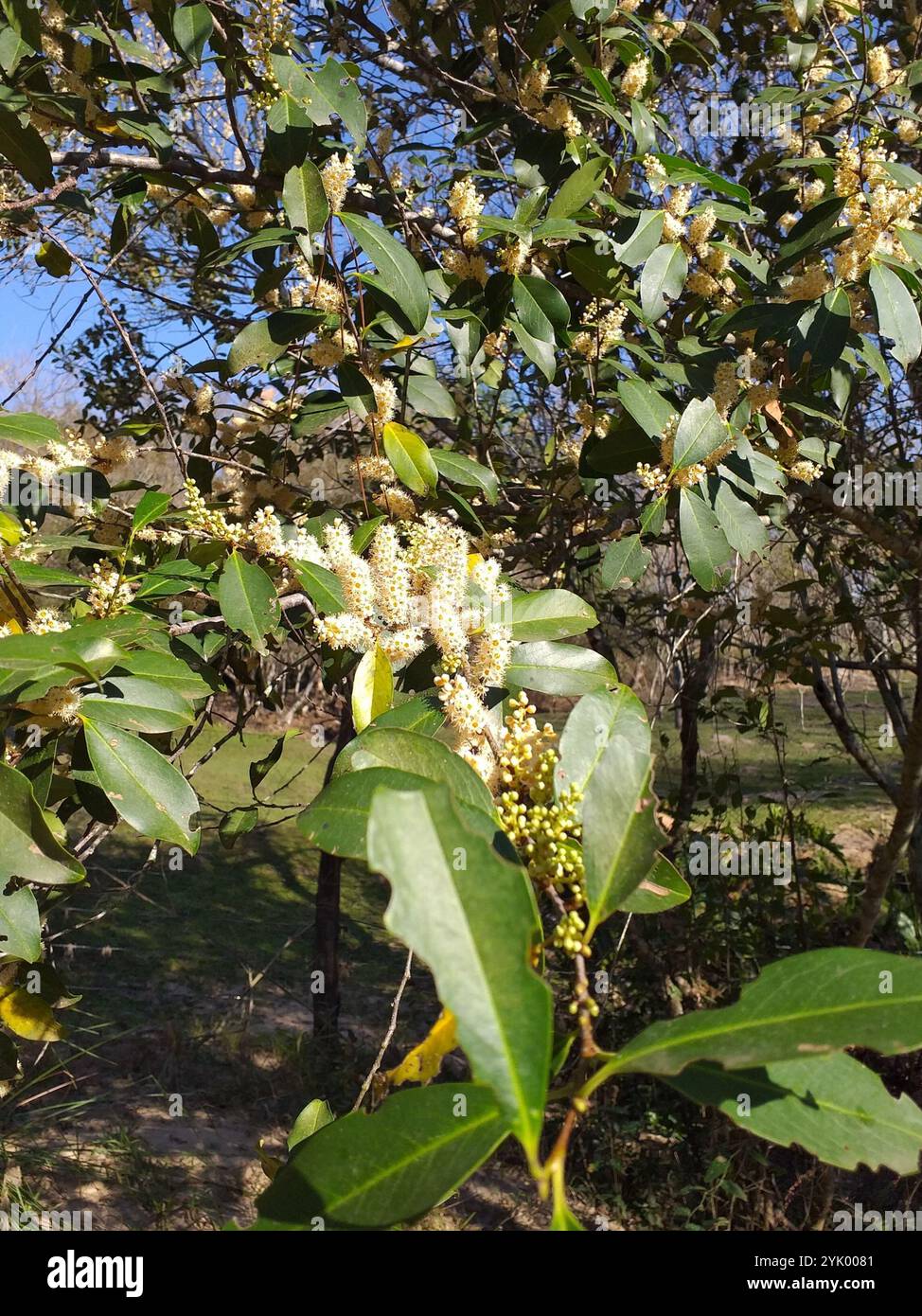 myrtle family (Myrtaceae Stock Photo - Alamy