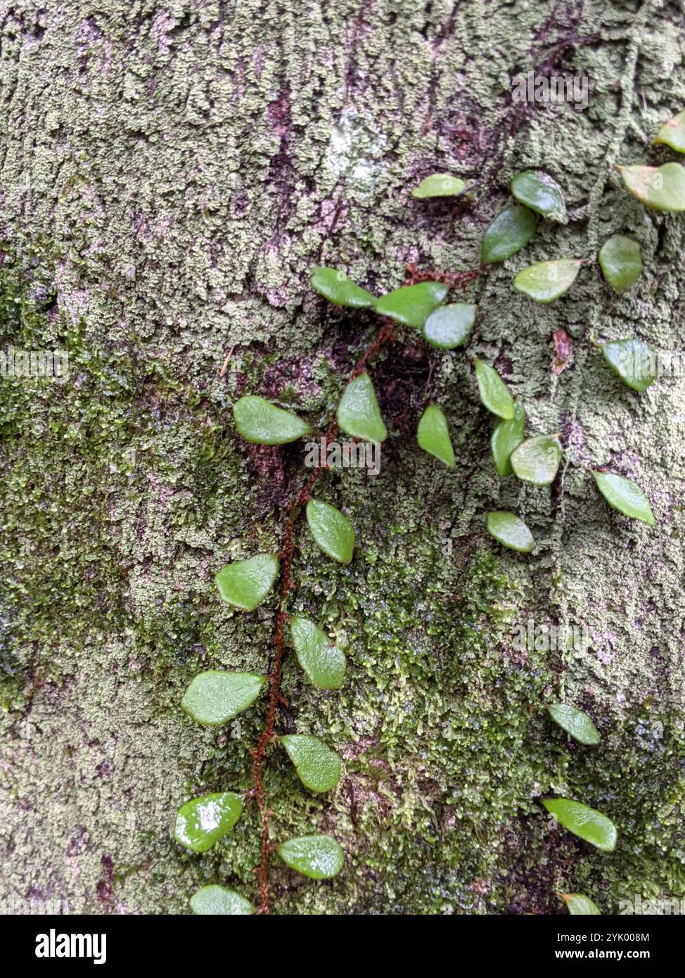 Rock Felt Fern (Pyrrosia rupestris Stock Photo - Alamy