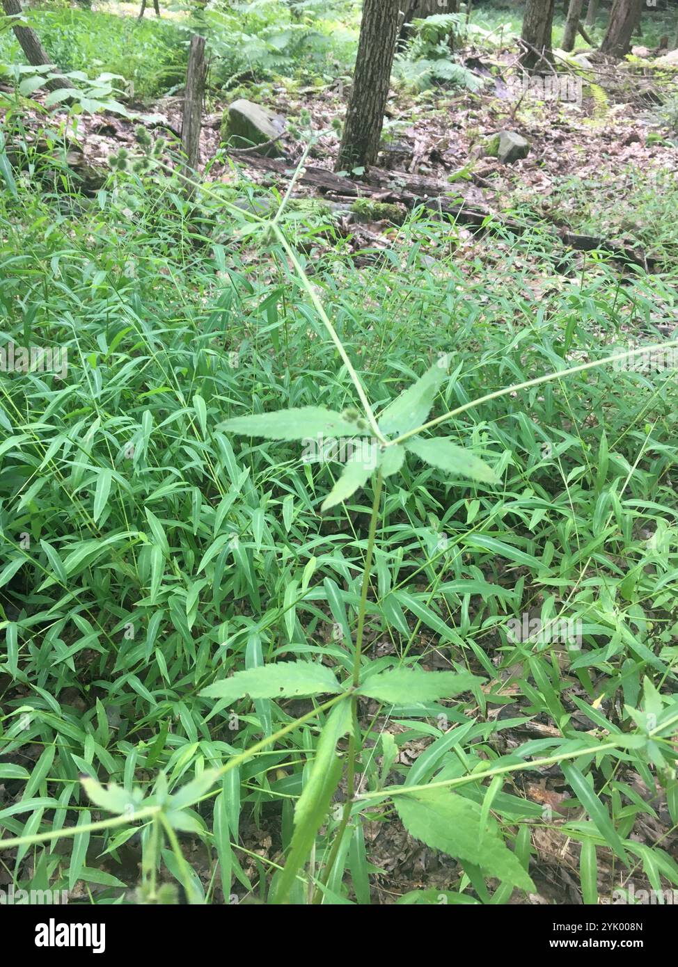 Black Snakeroot (Sanicula canadensis Stock Photo - Alamy