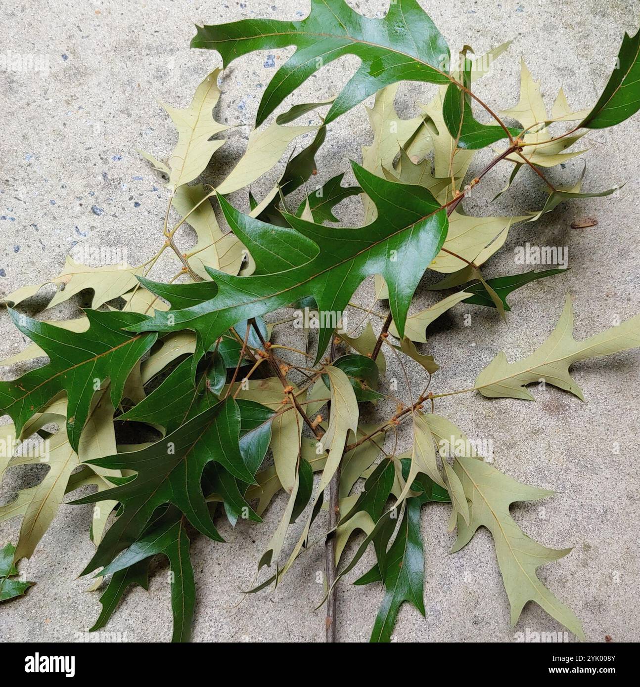 southern red oak (Quercus falcata Stock Photo - Alamy