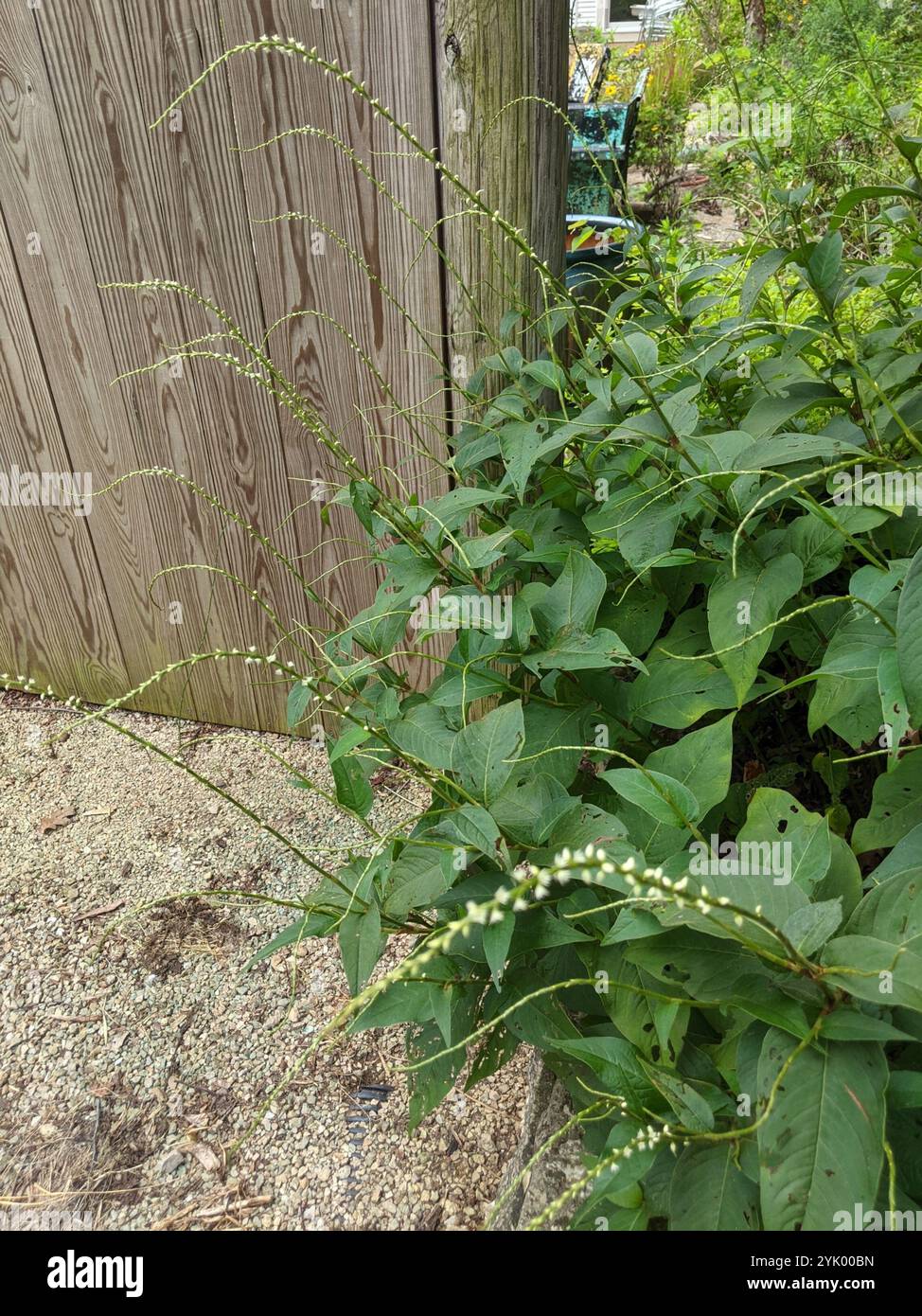 American jumpseed (Persicaria virginiana Stock Photo - Alamy