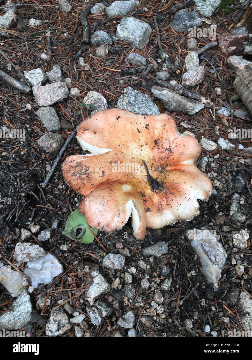 Basidiomycete Fungi (Basidiomycota Stock Photo - Alamy