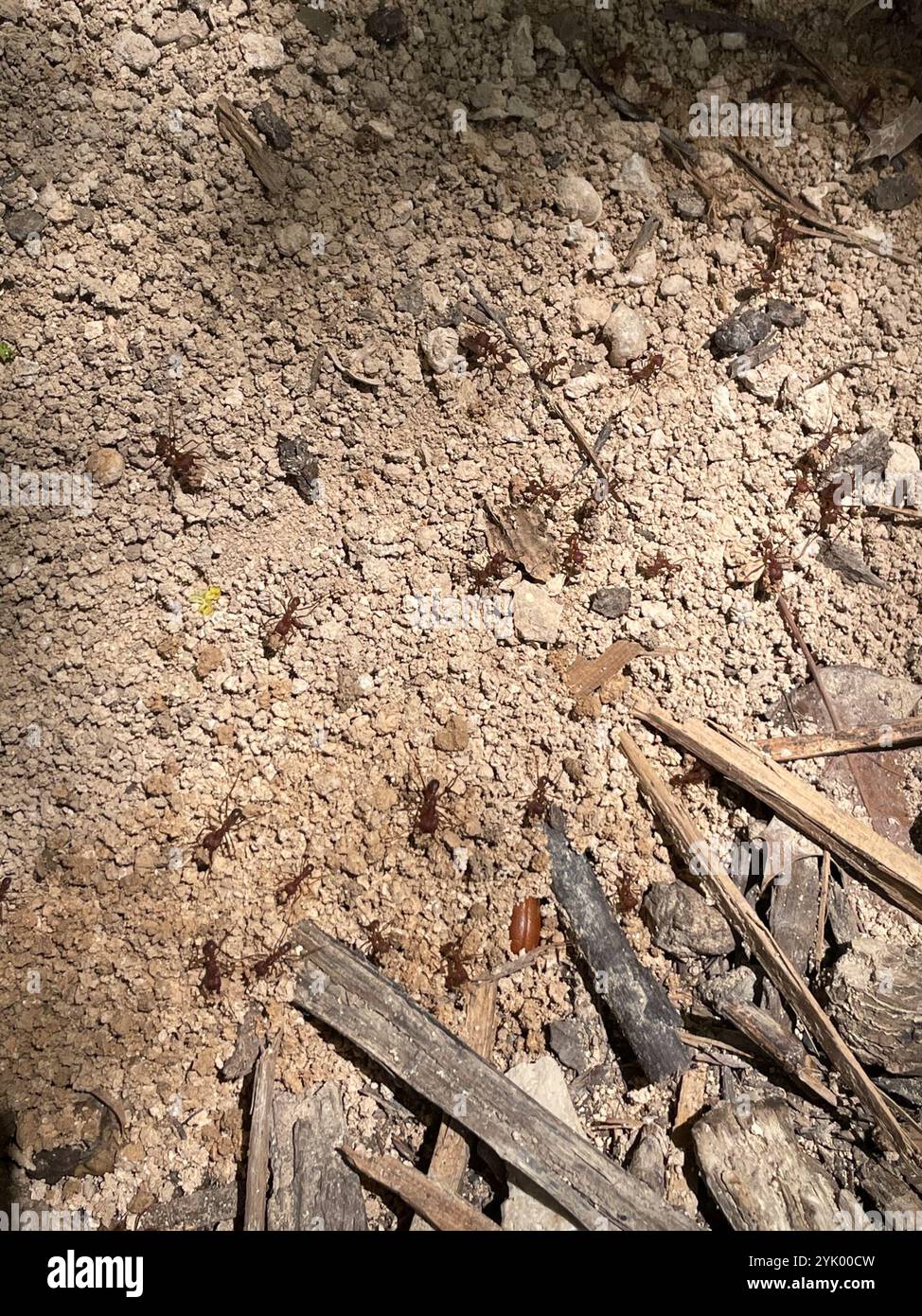 Texas Leafcutter Ant (Atta texana Stock Photo - Alamy