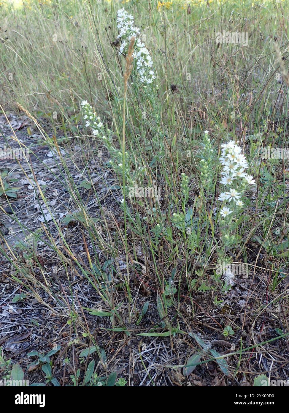 white heath aster (Symphyotrichum ericoides Stock Photo - Alamy