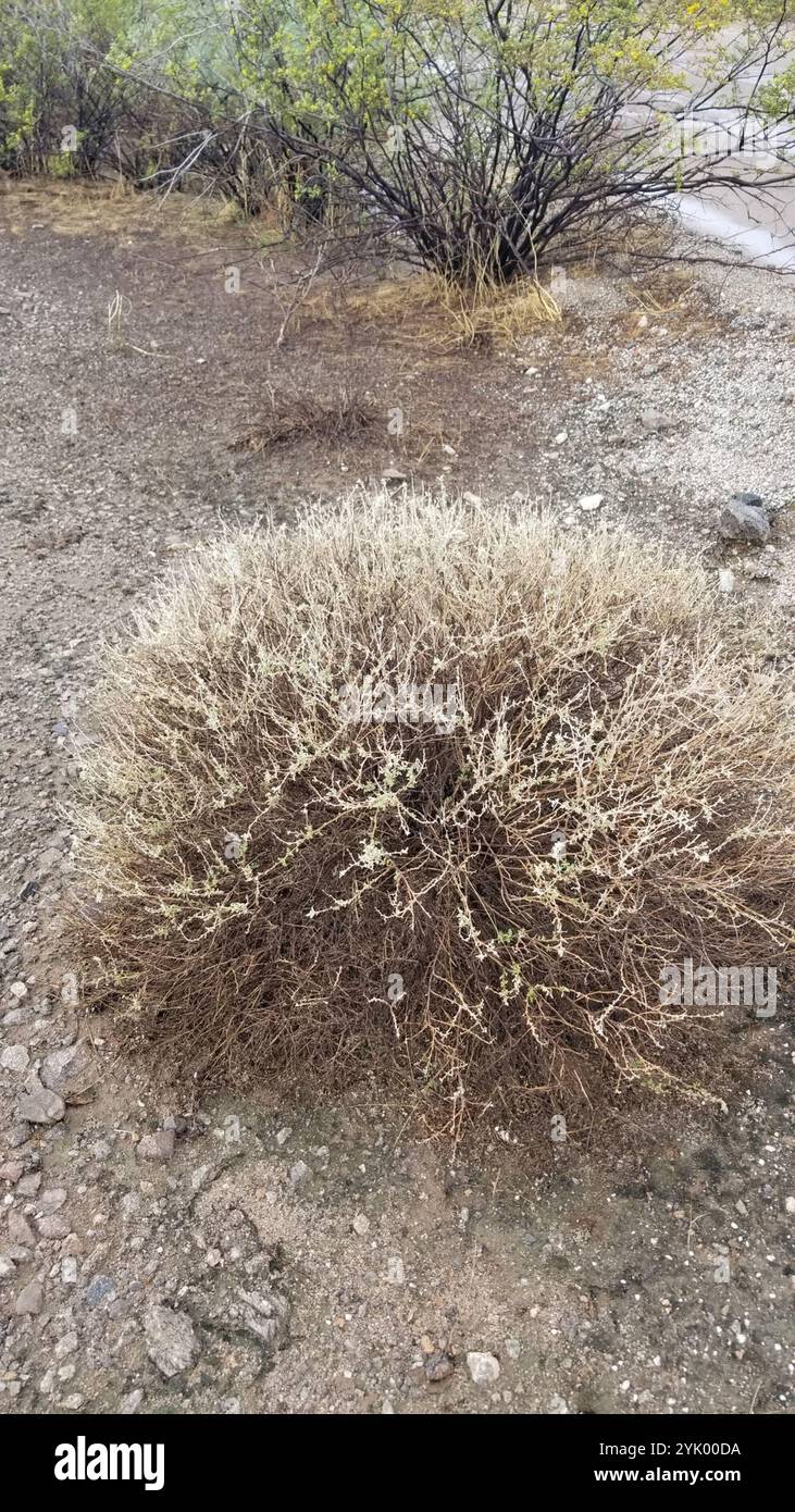 Cattle Saltbush (Atriplex polycarpa Stock Photo - Alamy