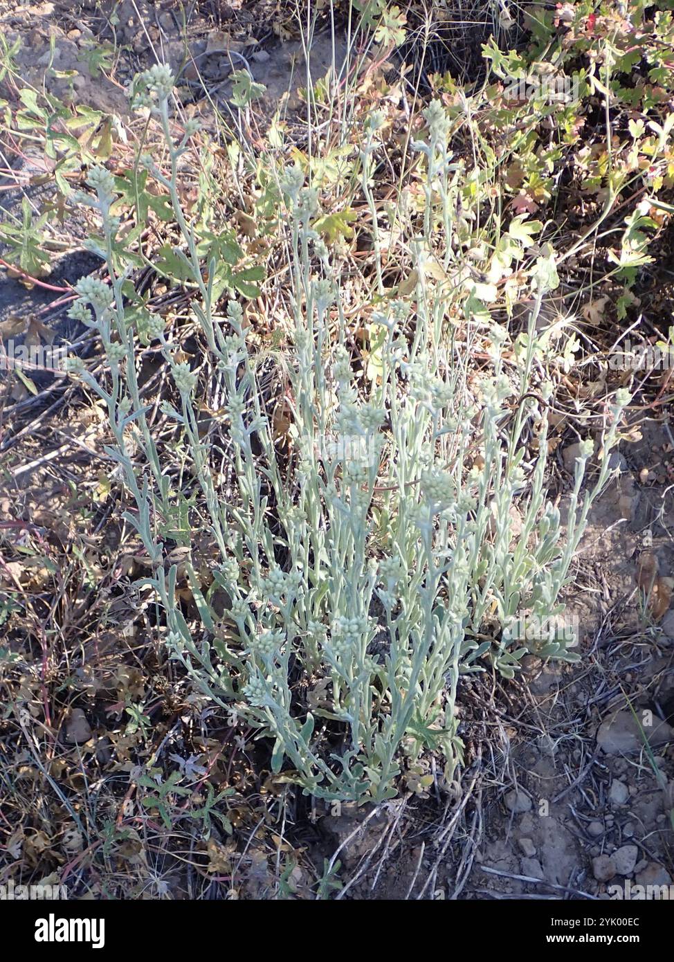 Northwestern rabbit-tobacco (Pseudognaphalium thermale Stock Photo - Alamy