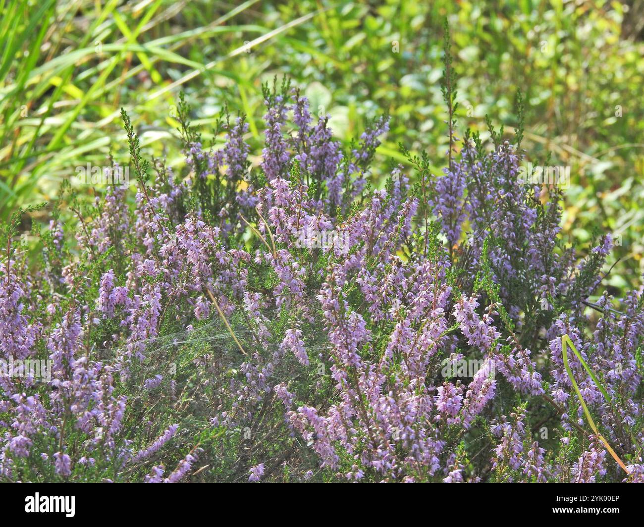 common heather (Calluna vulgaris Stock Photo - Alamy