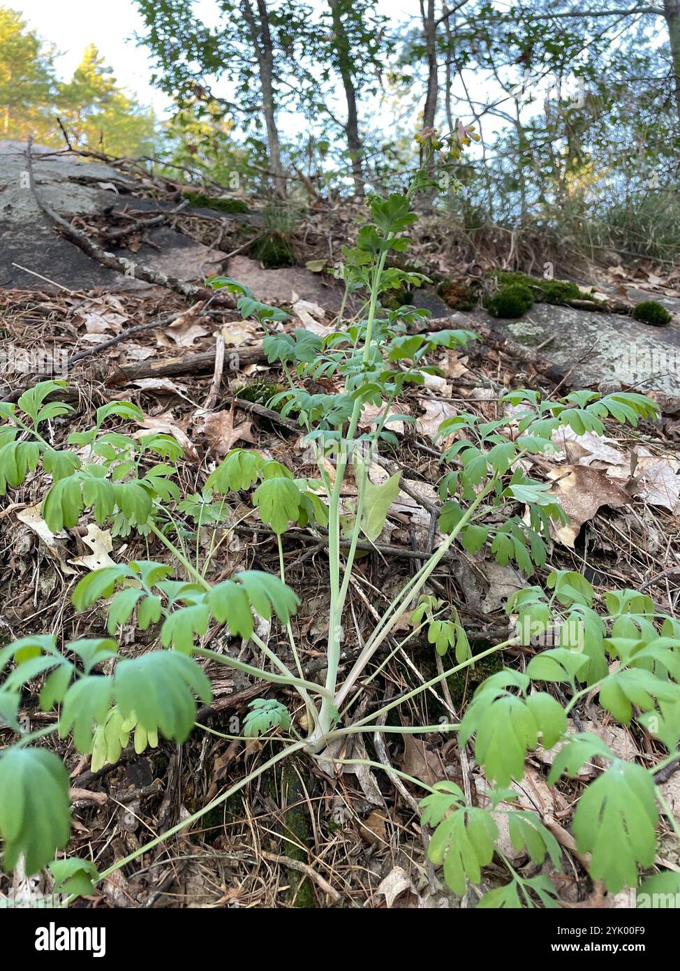 Capnoides sempervirens hi-res stock photography and images - Alamy