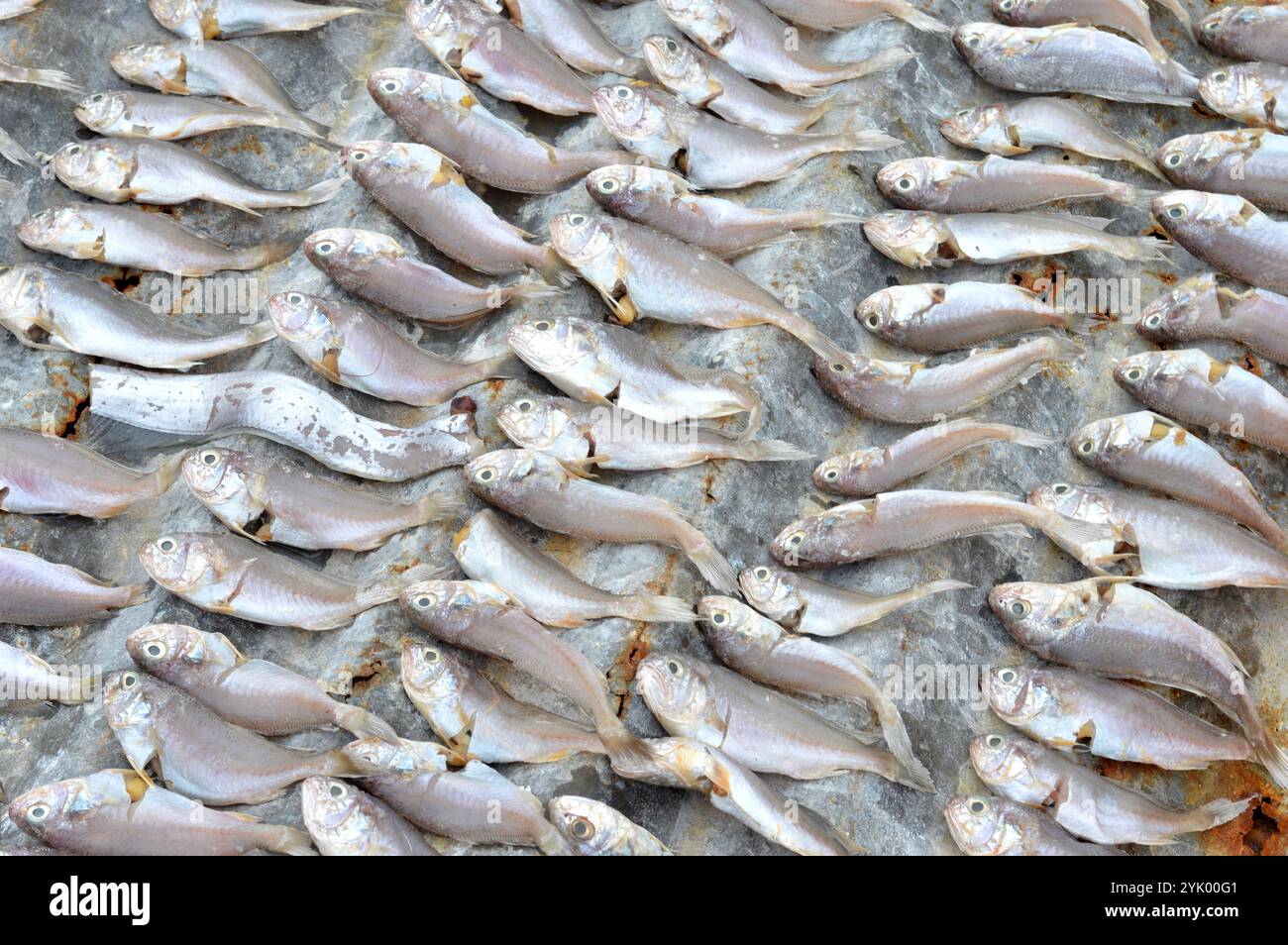 patterns of dried fish background Stock Photo - Alamy