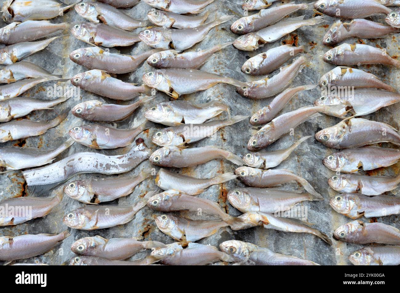 patterns of dried fish background Stock Photo - Alamy