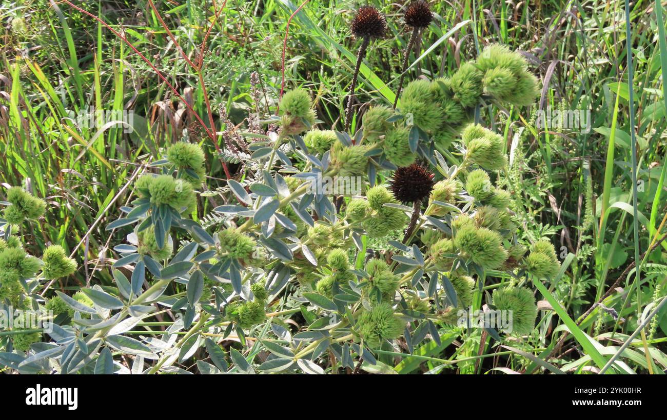 round-headed bush clover (Lespedeza capitata Stock Photo - Alamy