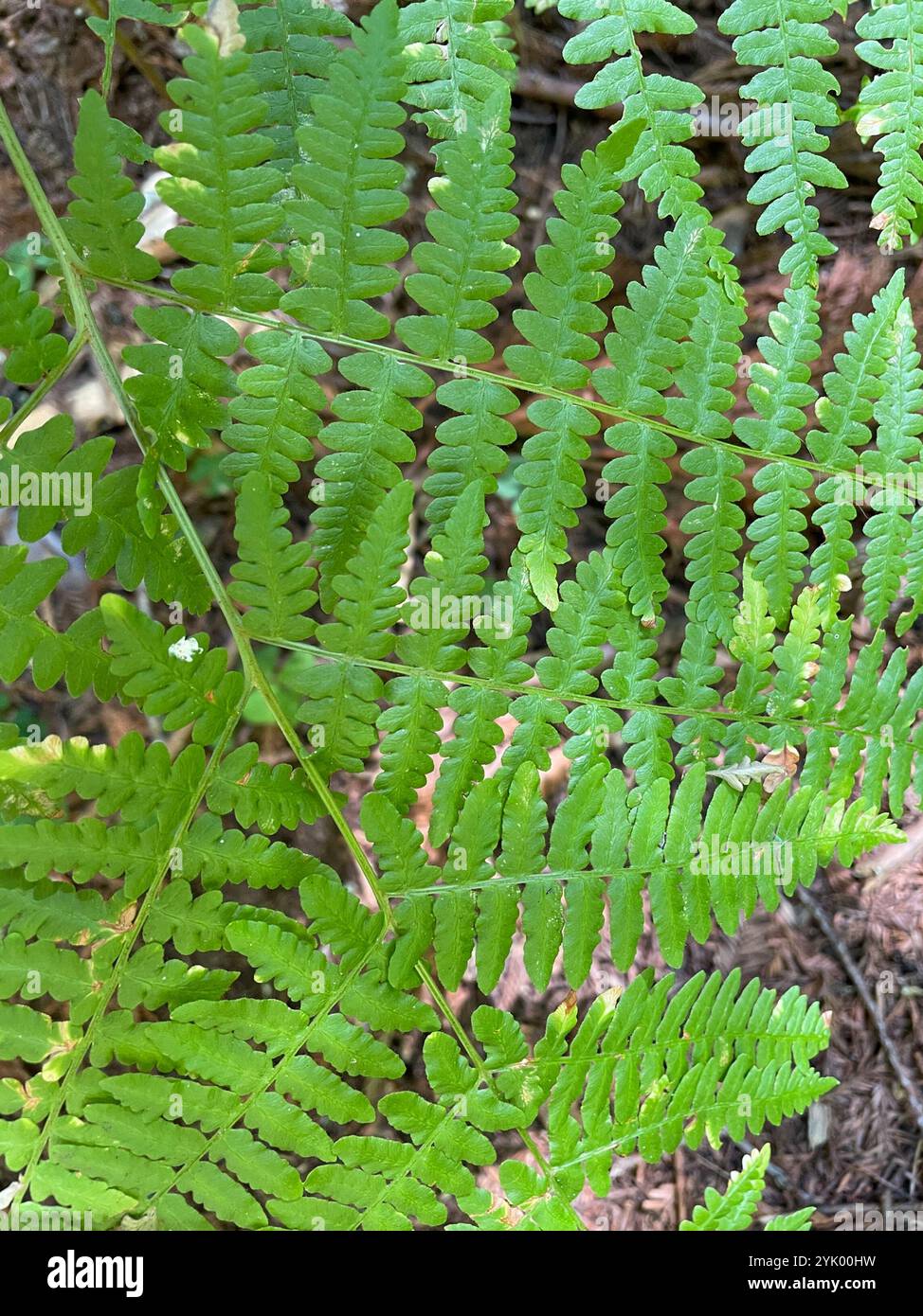 common bracken (Pteridium aquilinum Stock Photo - Alamy