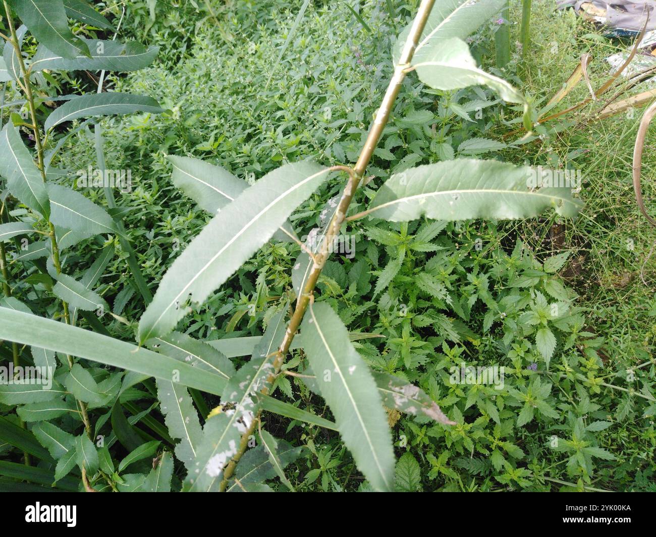 Almond Willow (Salix triandra Stock Photo - Alamy