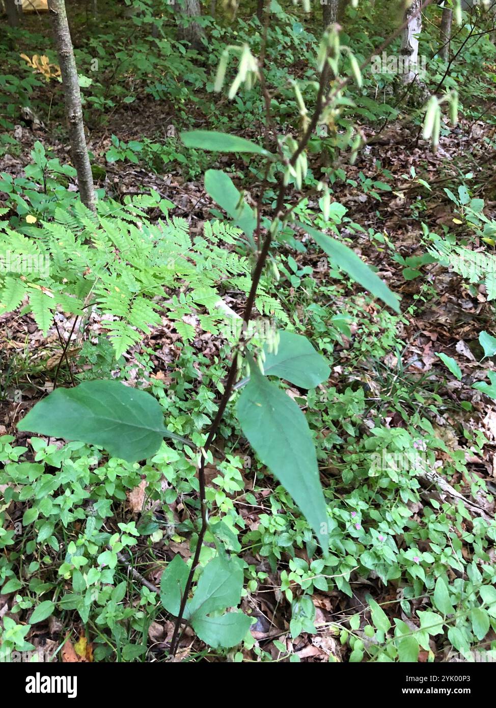 tall rattlesnake root (Nabalus altissimus Stock Photo - Alamy