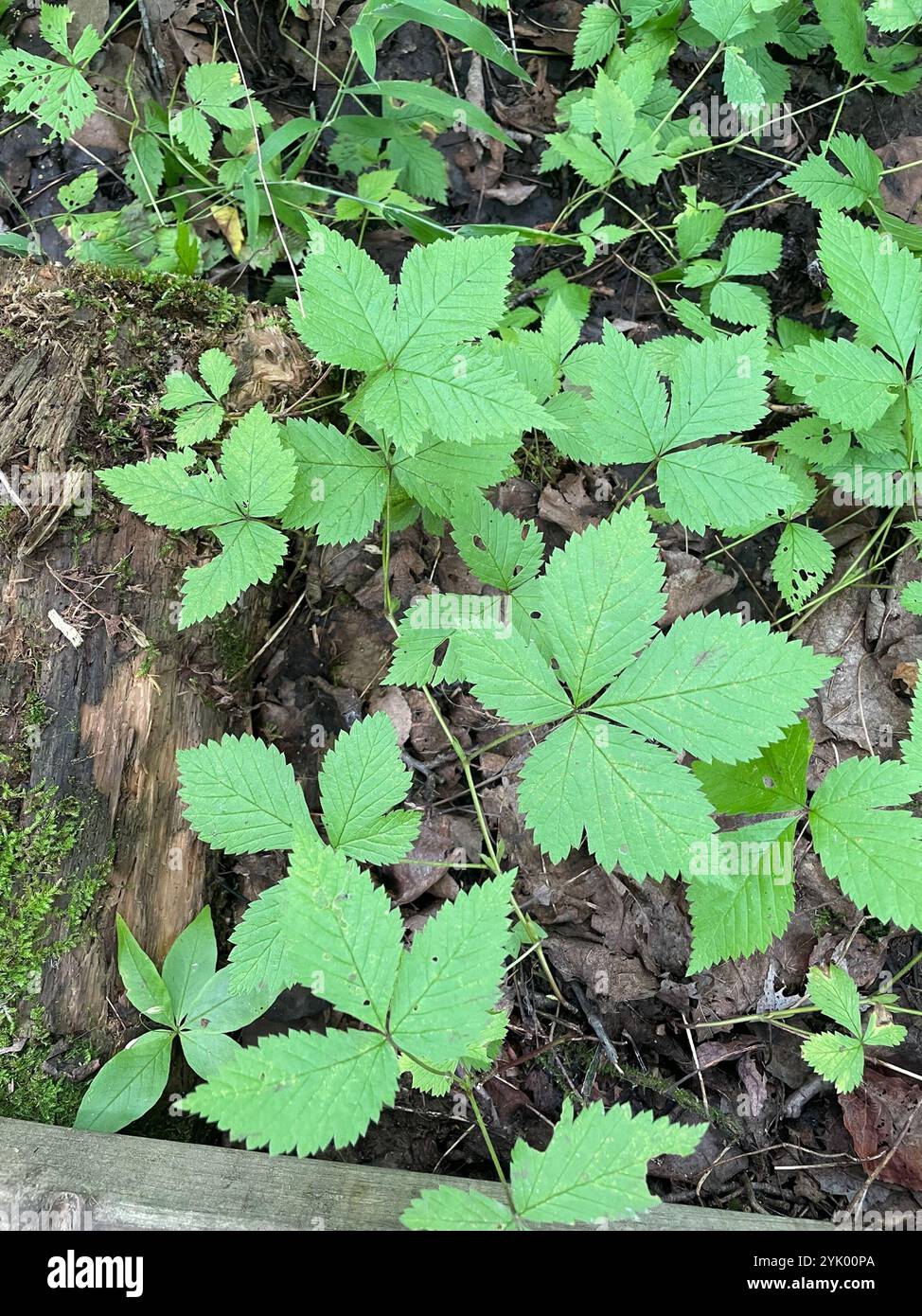 dwarf raspberry (Rubus pubescens Stock Photo - Alamy