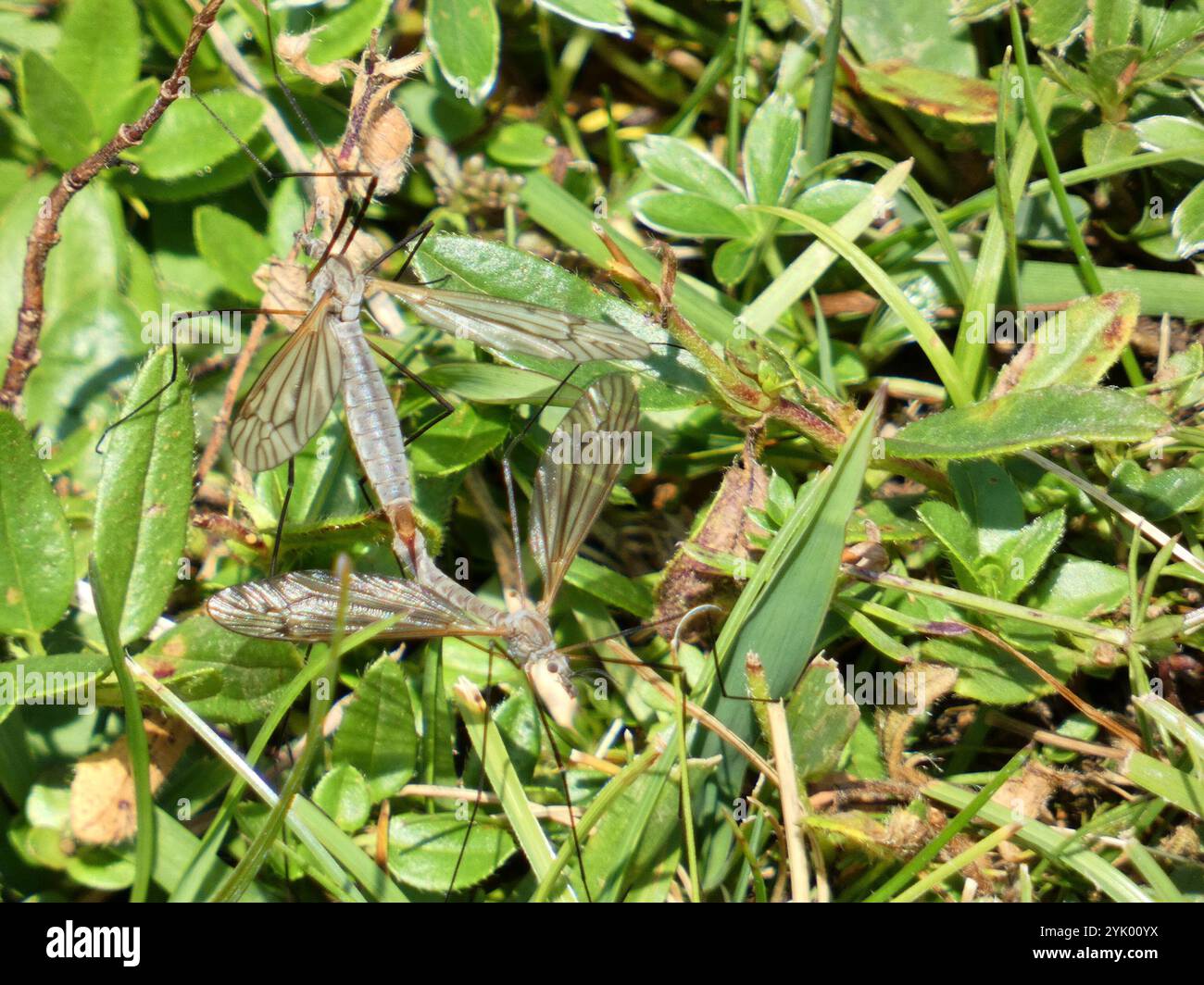European Crane Fly (Tipula paludosa Stock Photo - Alamy