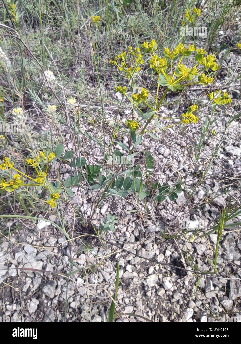 steppe spurge (Euphorbia seguieriana Stock Photo - Alamy