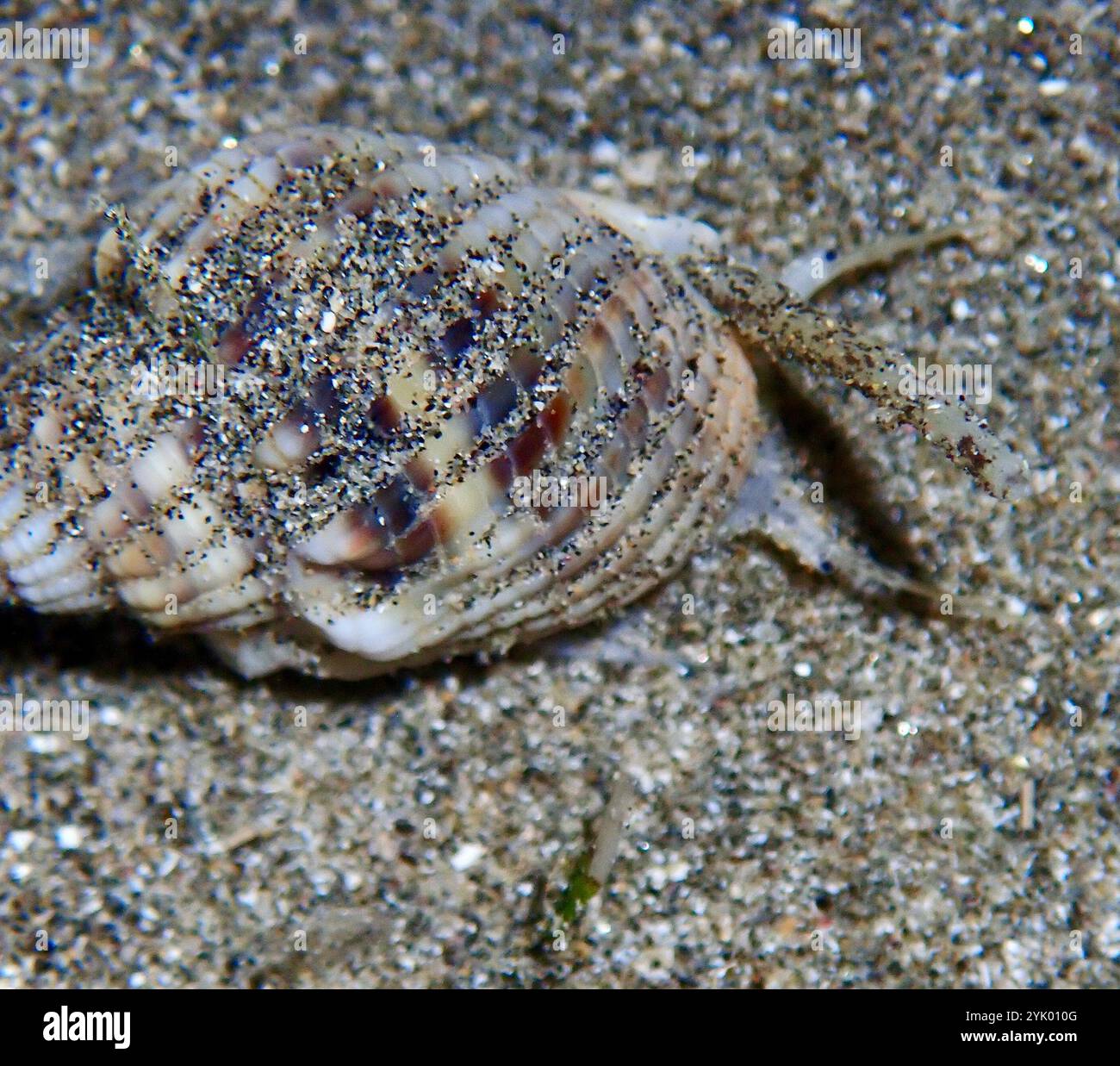 Tritia hi-res stock photography and images - Alamy