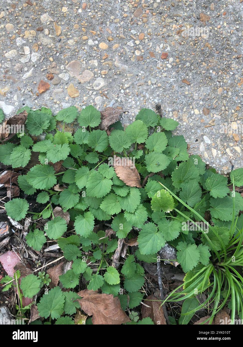 Carolina Bristlemallow (Modiola caroliniana Stock Photo - Alamy