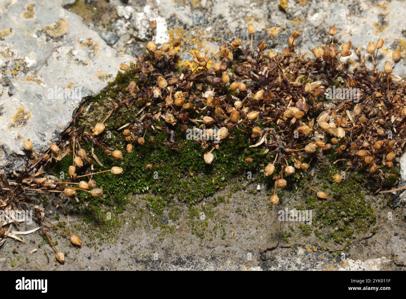 Anomalous bristle moss hi-res stock photography and images - Alamy