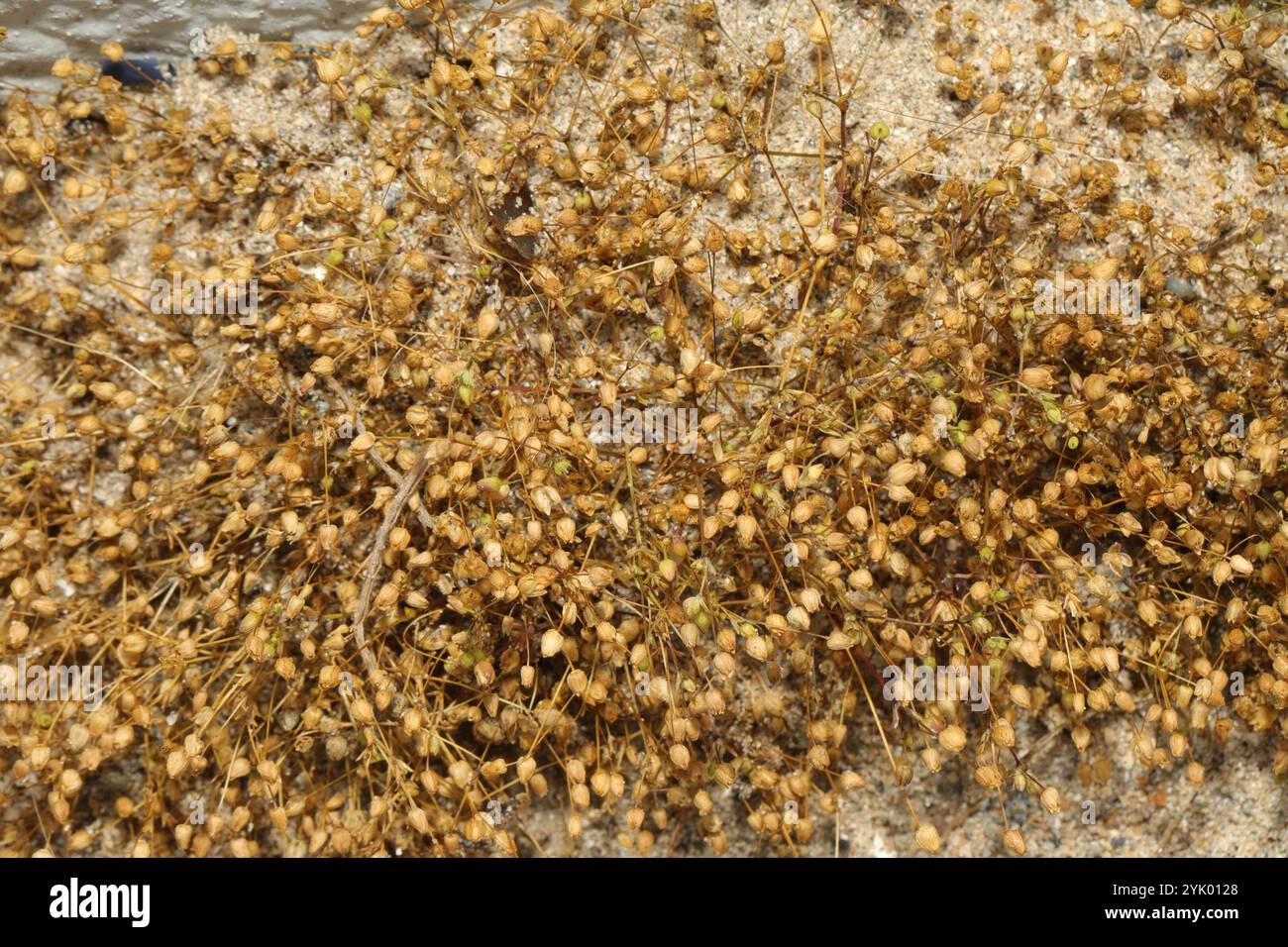 Saltmarsh Sand Spurry (Spergularia marina Stock Photo - Alamy