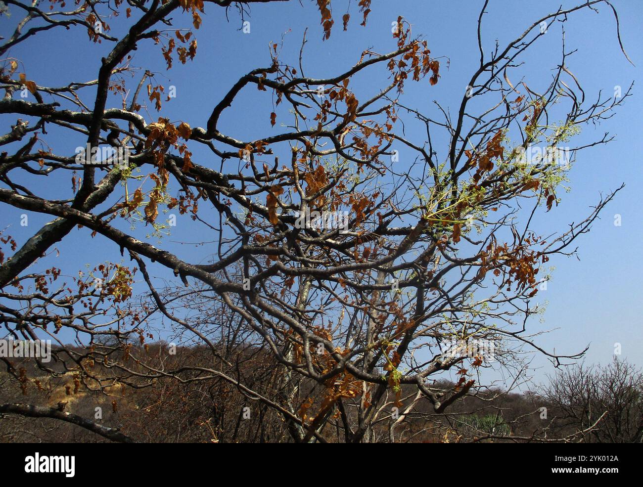 Carrot Tree (Steganotaenia araliacea Stock Photo - Alamy