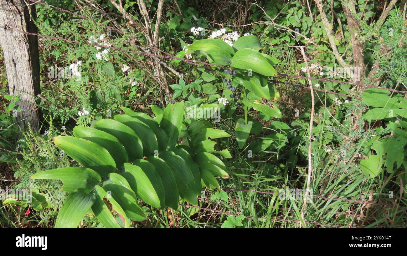 giant Solomon's seal (Polygonatum biflorum commutatum Stock Photo - Alamy