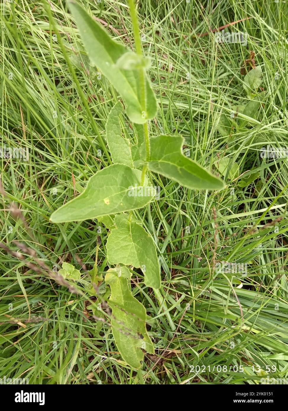 Austrian Leopard's-bane (Doronicum austriacum Stock Photo - Alamy