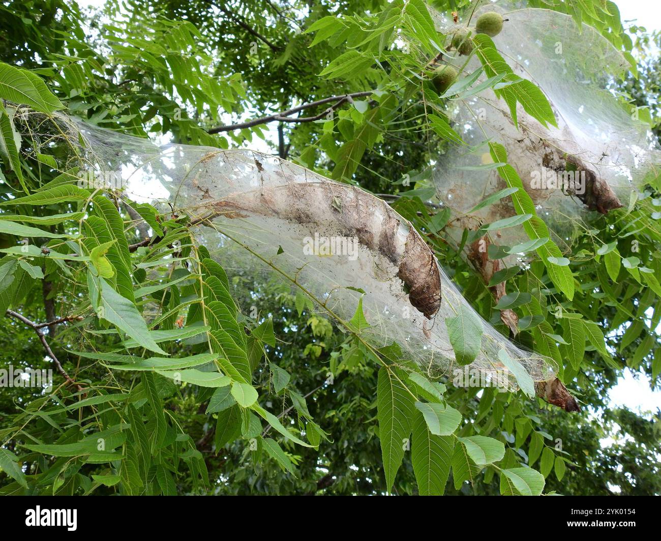 Fall Webworm Moth (Hyphantria cunea Stock Photo - Alamy