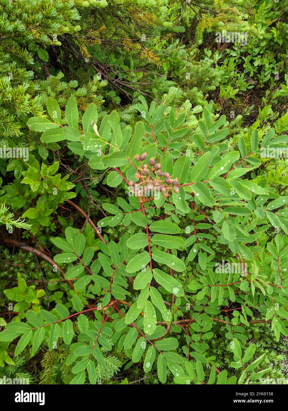 Sitka Mountain-Ash (Sorbus sitchensis Stock Photo - Alamy