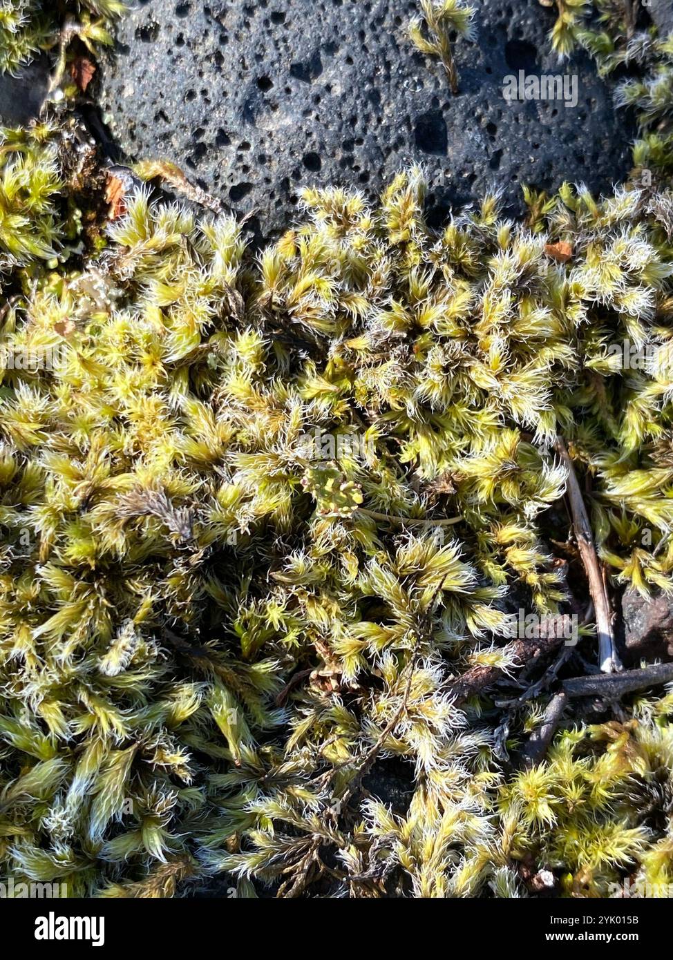 Woolly Fringe-moss (Racomitrium lanuginosum Stock Photo - Alamy