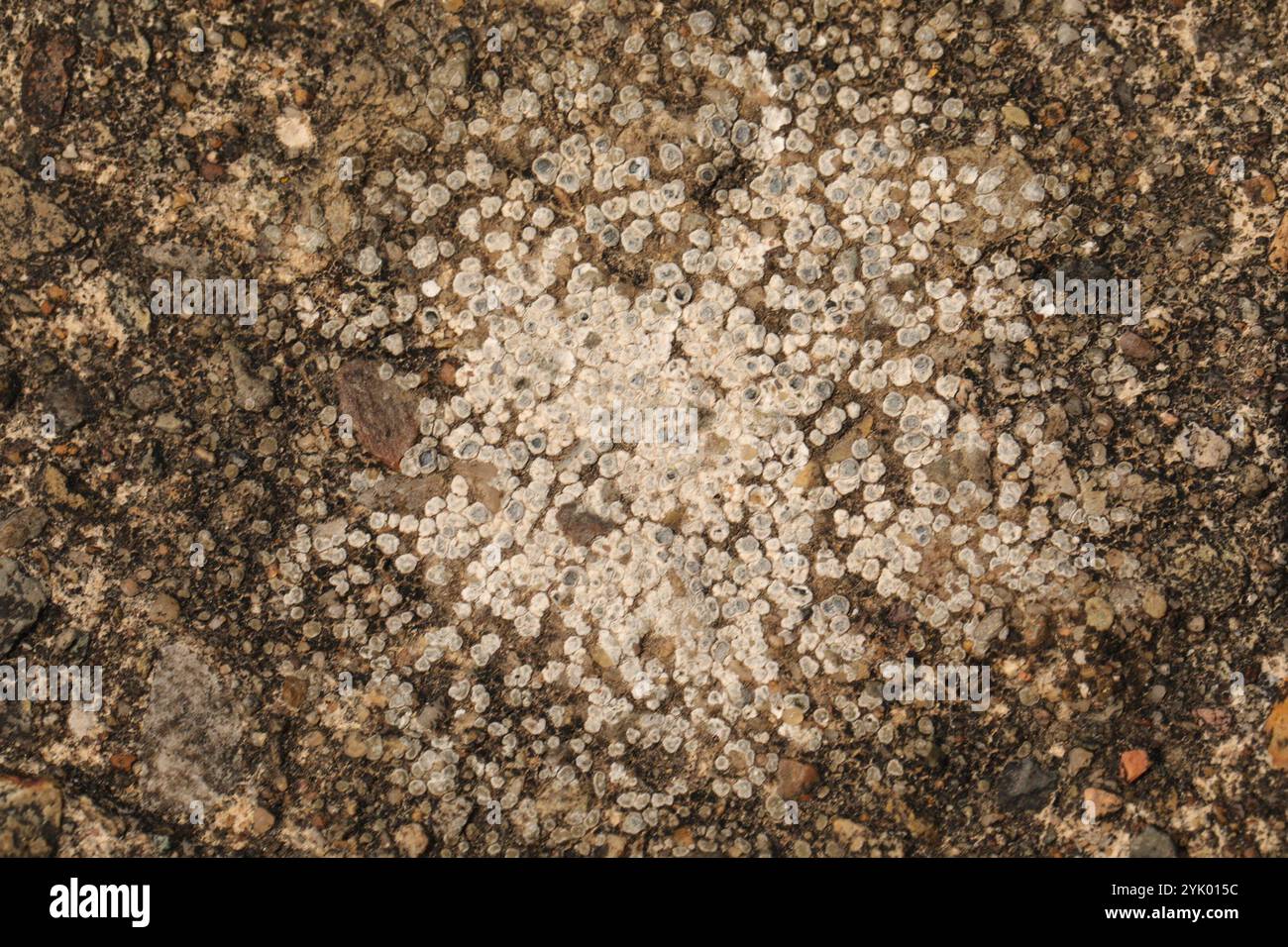 Chiseled Sunken Disk Lichen (Circinaria contorta Stock Photo - Alamy