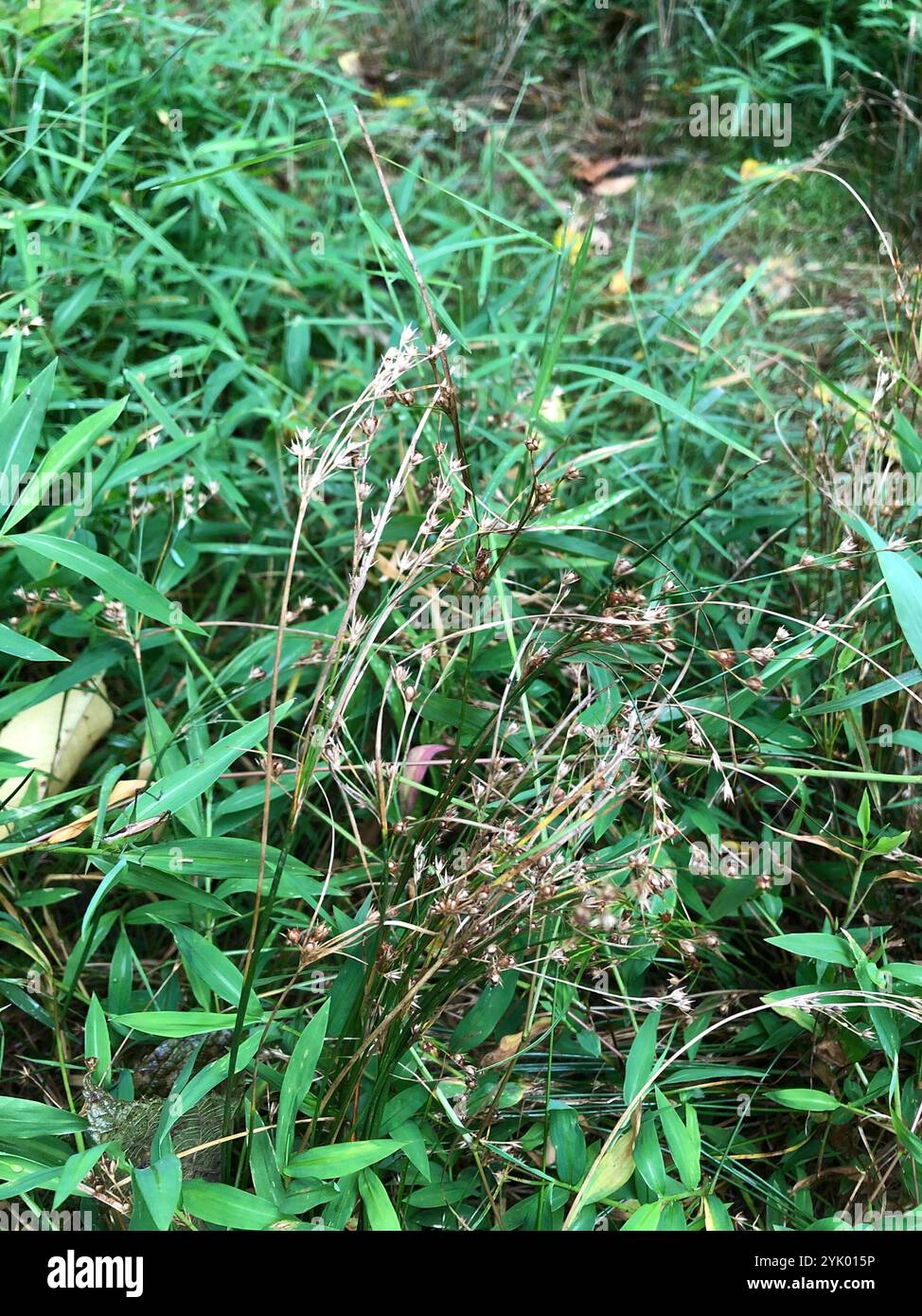 Slender Path Rush (Juncus tenuis Stock Photo - Alamy