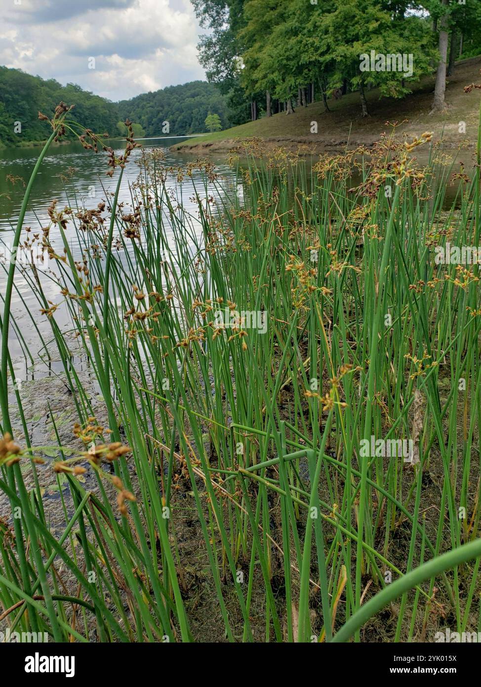 soft-stemmed bulrush (Schoenoplectus tabernaemontani Stock Photo - Alamy