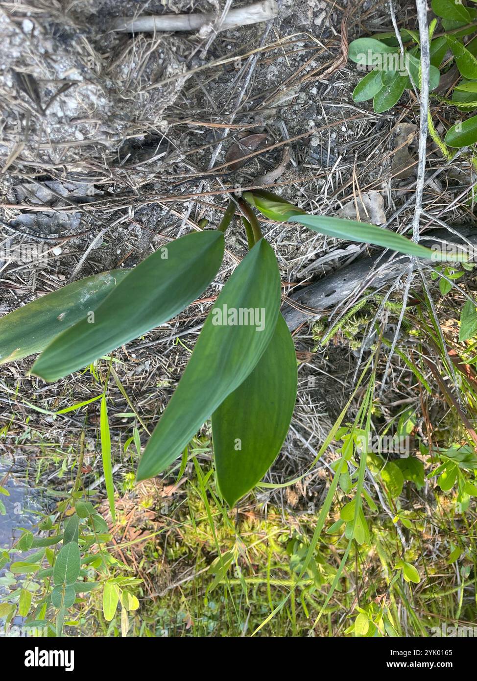 Orontium aquaticum hi-res stock photography and images - Alamy