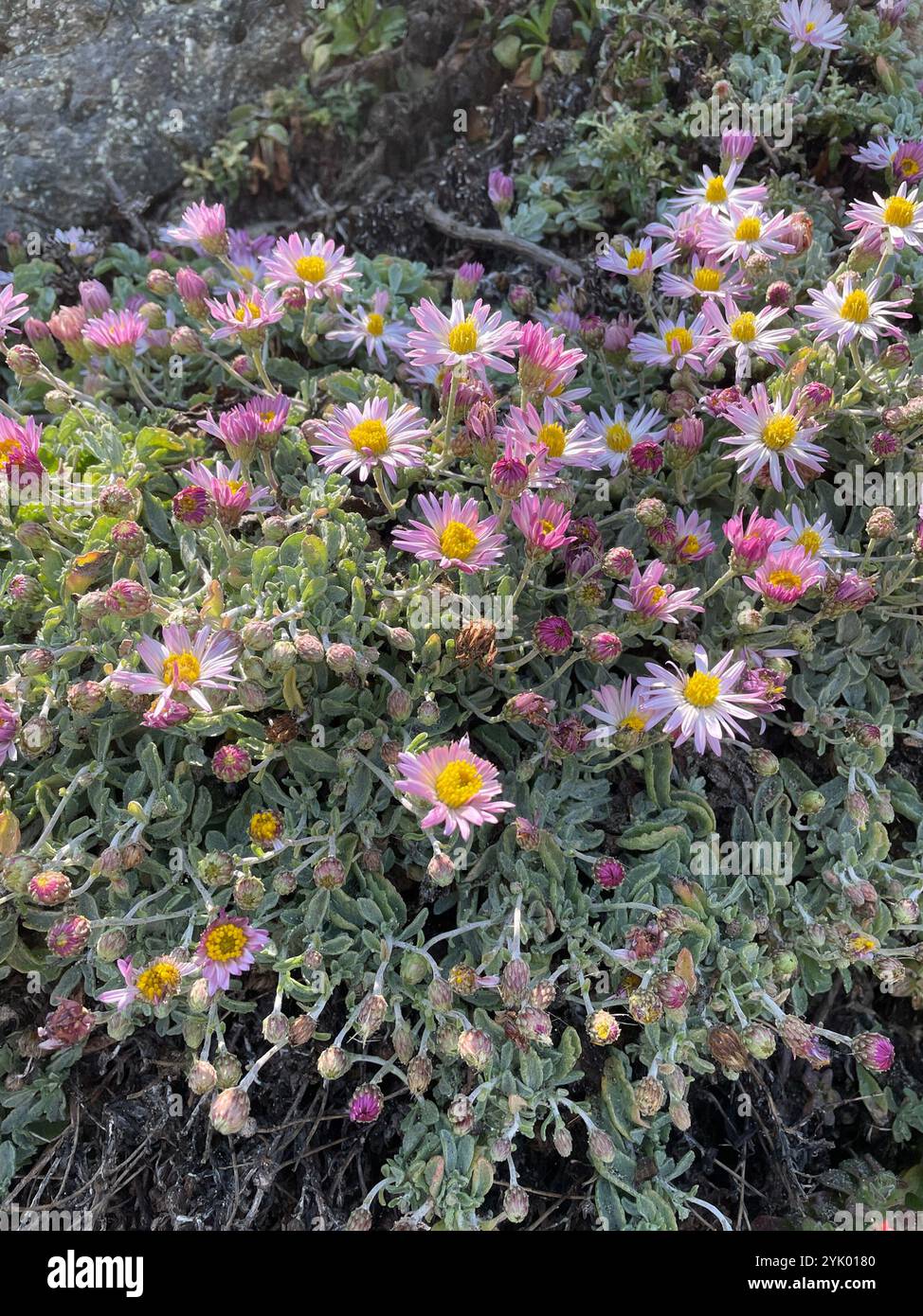 California Aster (Corethrogyne filaginifolia Stock Photo - Alamy