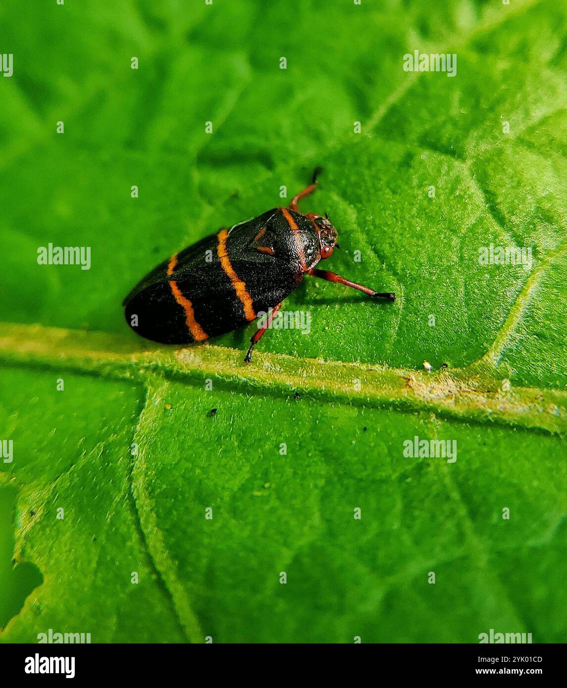 Two-lined Spittlebug (Prosapia bicincta Stock Photo - Alamy