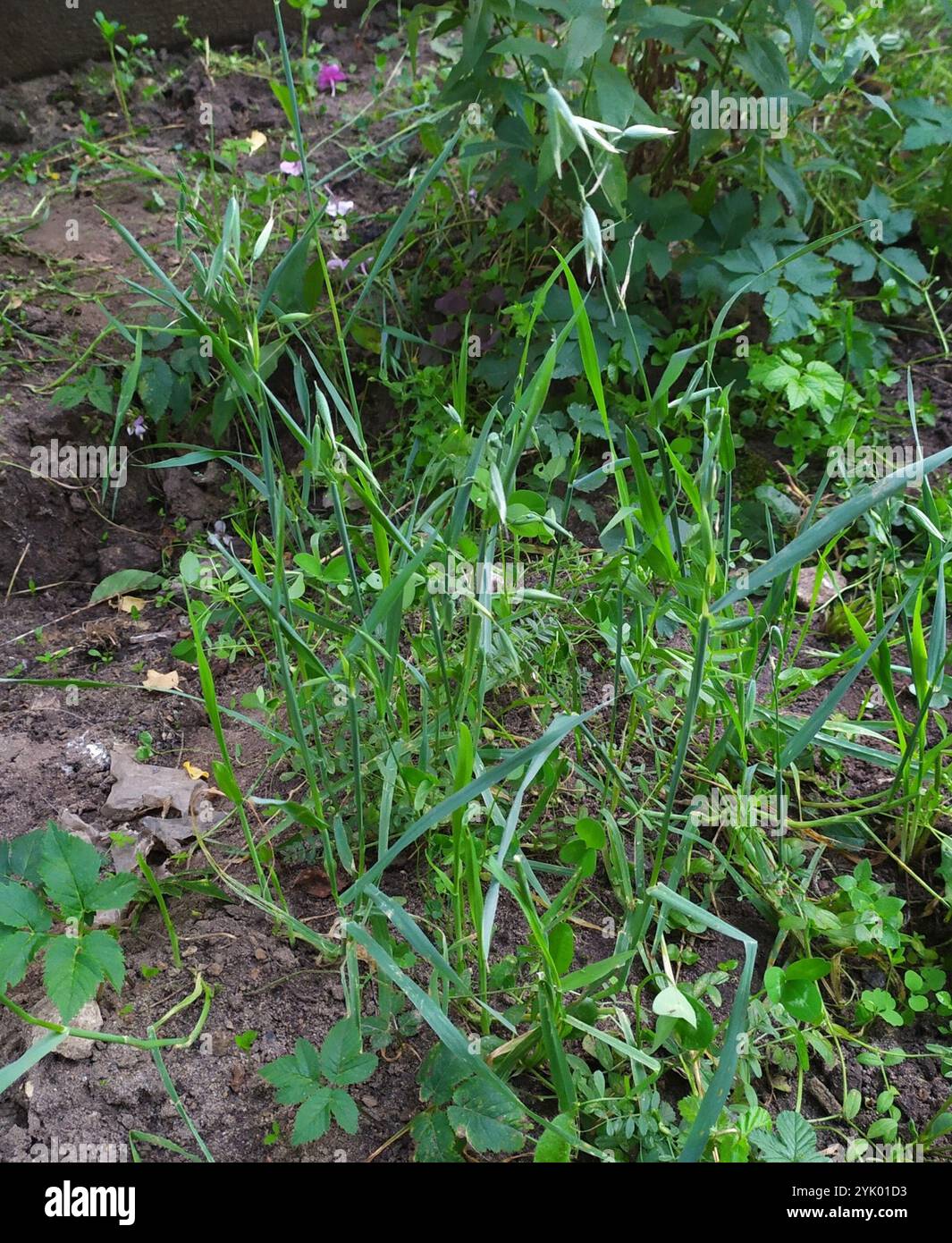 Common Oat (Avena sativa Stock Photo - Alamy