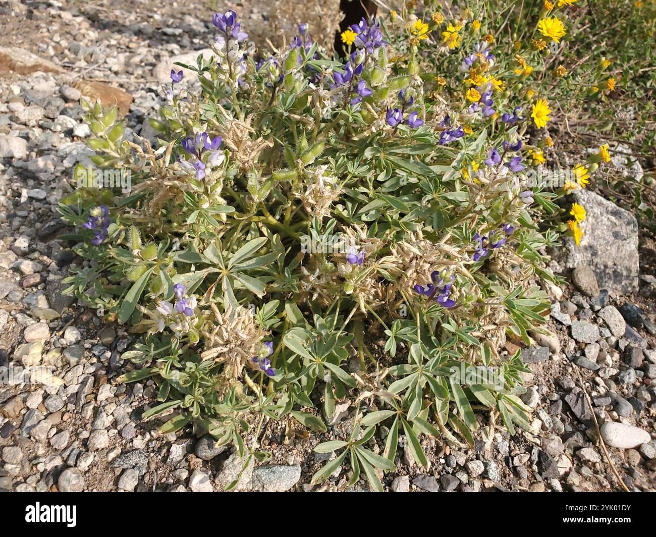 Lupinus pusillus hi-res stock photography and images - Alamy